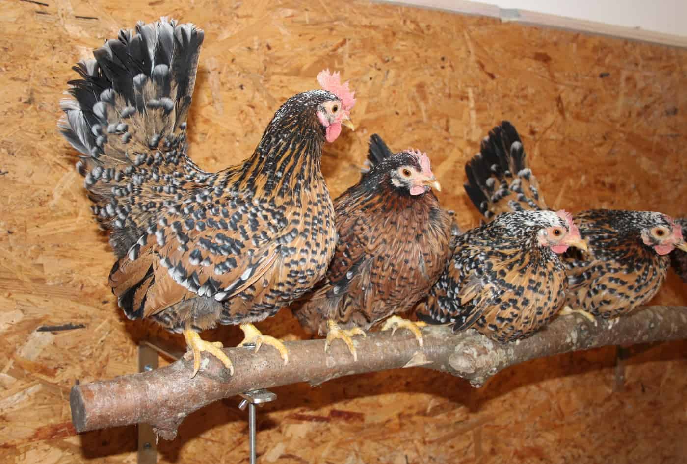 Hühnerstange selber bauen – 3 Ideen zum Nachbauen