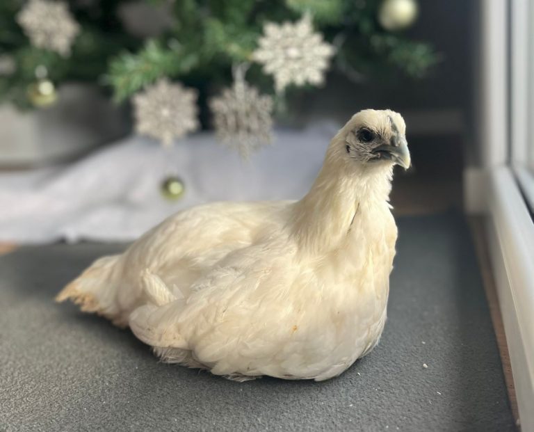 Ga H‘Mong Hühner: Glucken-Quote, Zaunhöhe, Haltung im Winter!