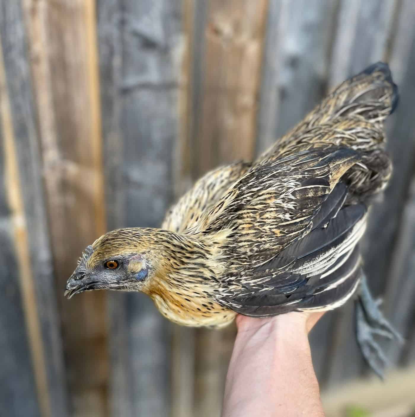 Ga H‘Mong Hühner: Glucken-Quote, Zaunhöhe, Haltung im Winter!