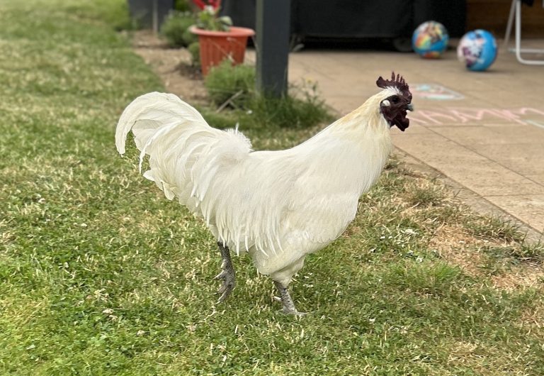 Ga H‘Mong Hühner: Glucken-Quote, Zaunhöhe, Haltung im Winter!