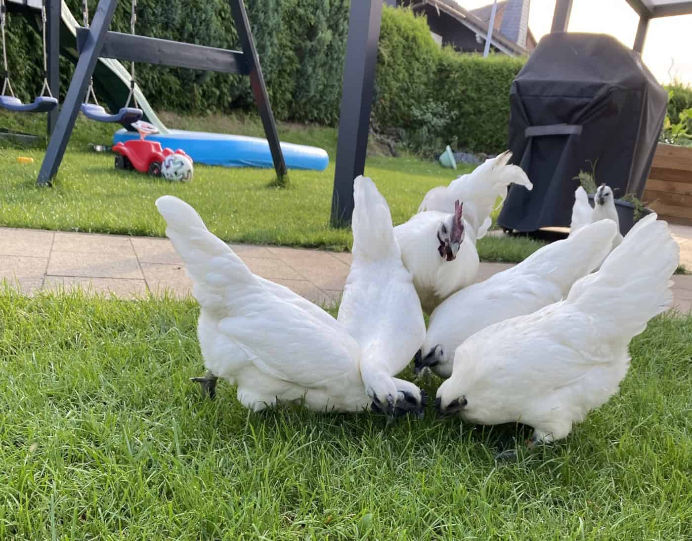 Ga H‘Mong Hühner: Glucken-Quote, Zaunhöhe, Haltung im Winter!