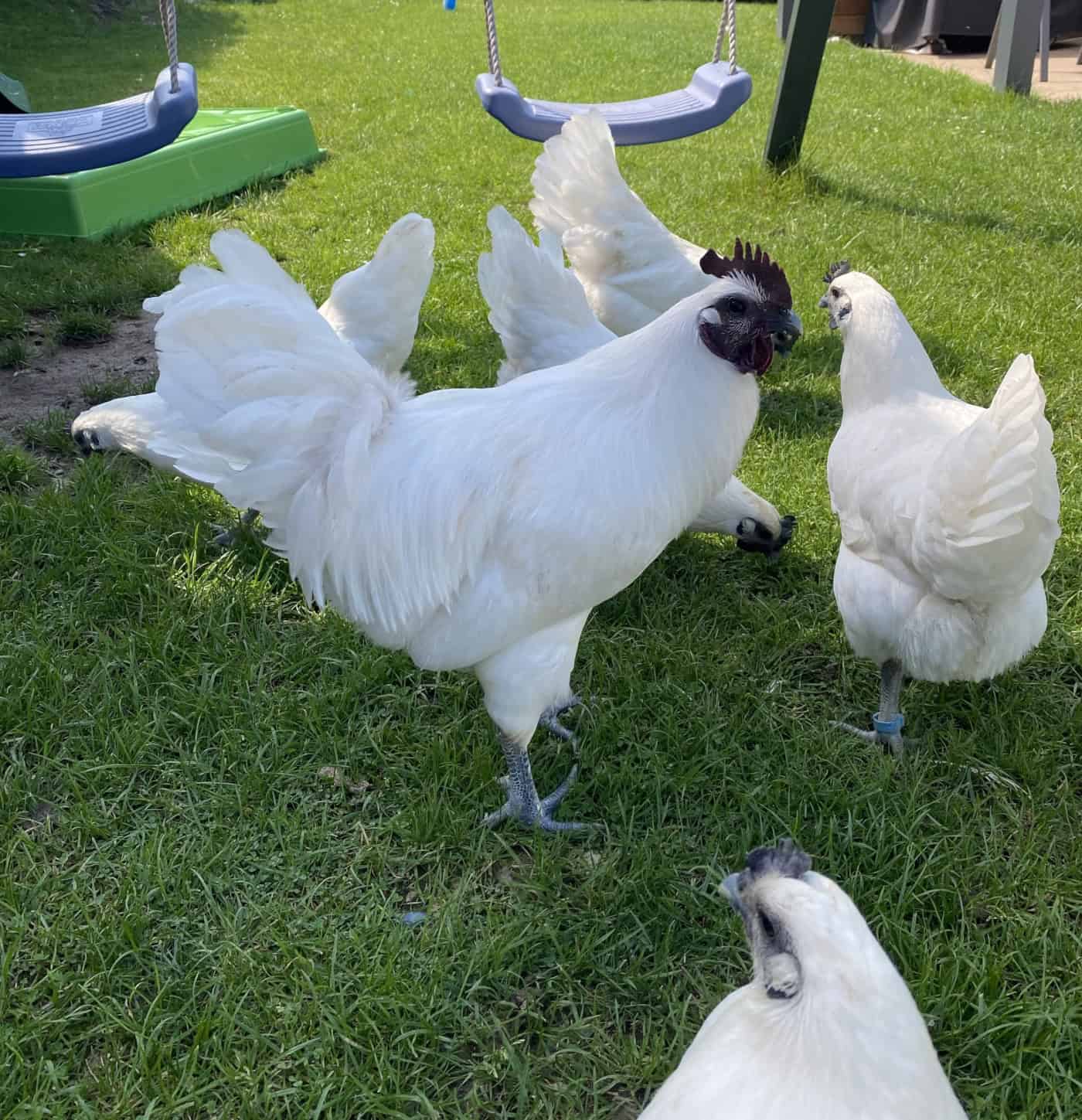 Ga H‘Mong Hühner: Glucken-Quote, Zaunhöhe, Haltung im Winter!