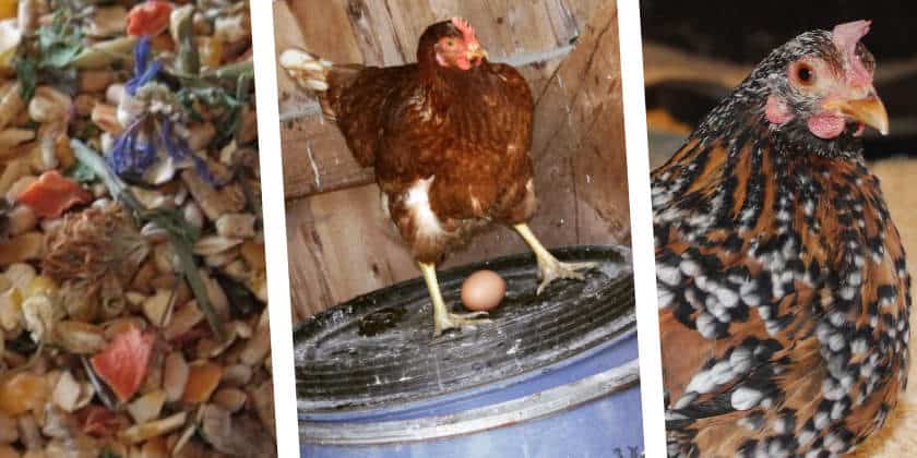 Hühnerfutter: Richtig füttern und geeignetes Futter für Hühner ...