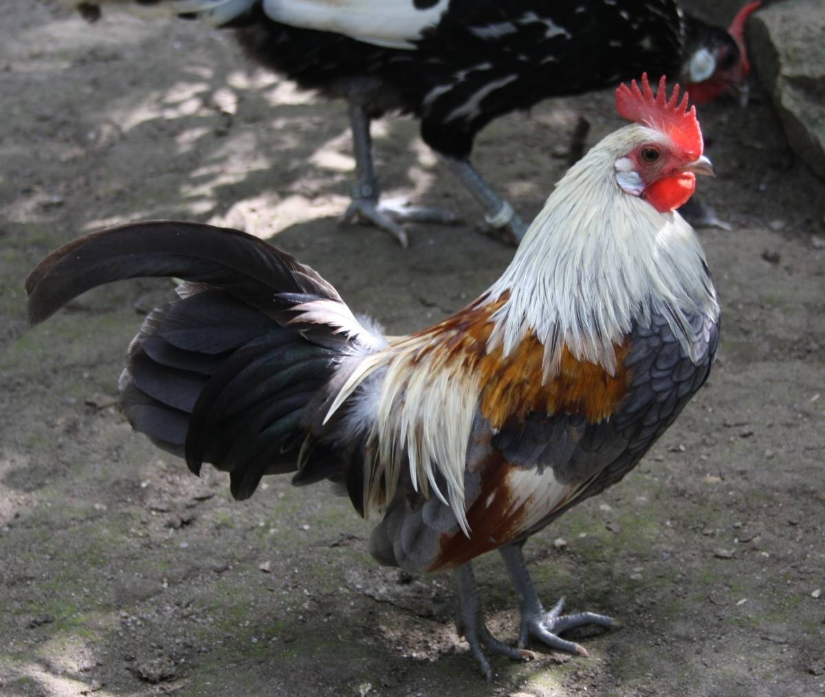 Anatomie - Hühner halten