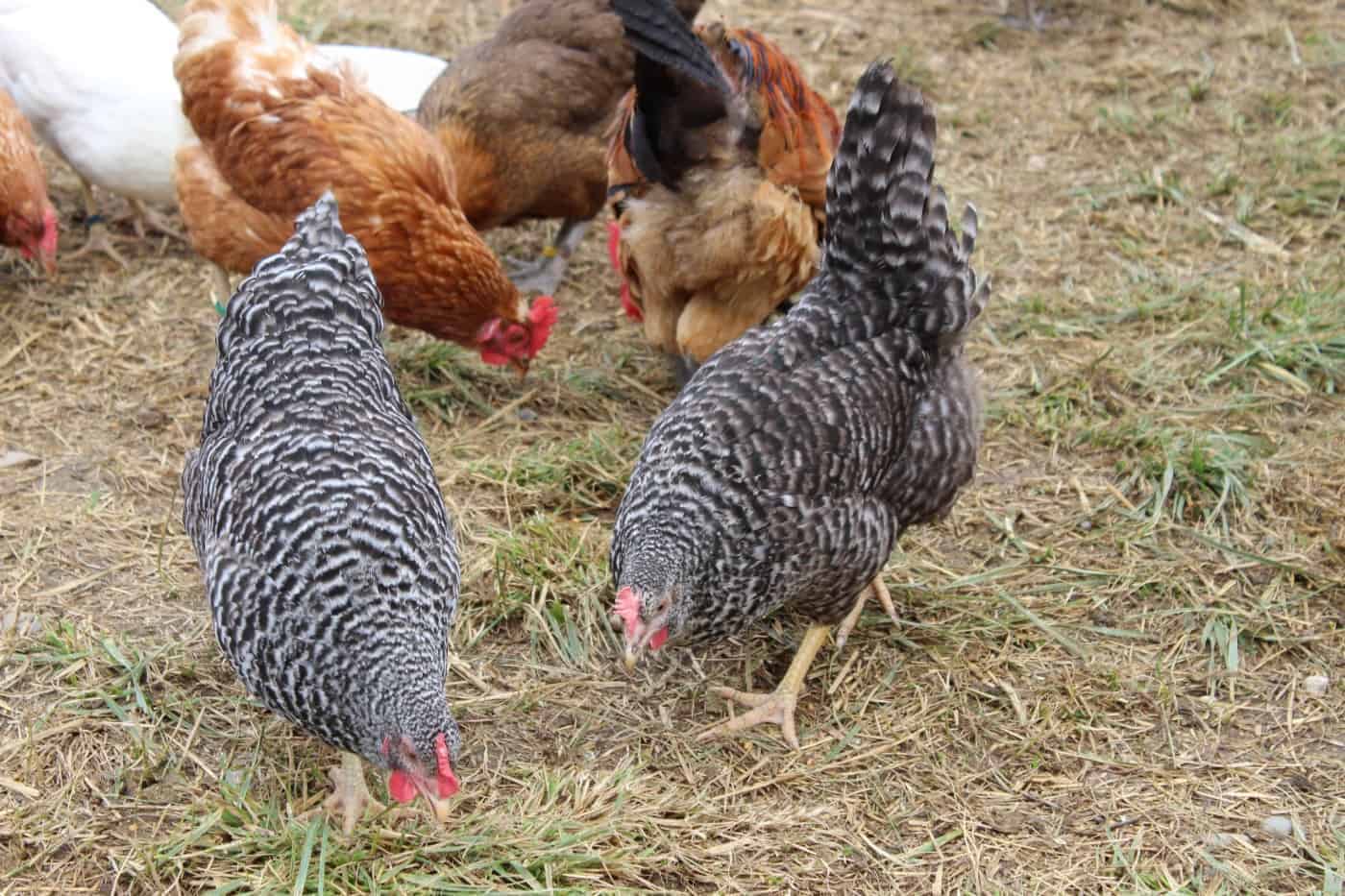 Deutsche Sperber - Lebhaft, zutraulich und gute Leger