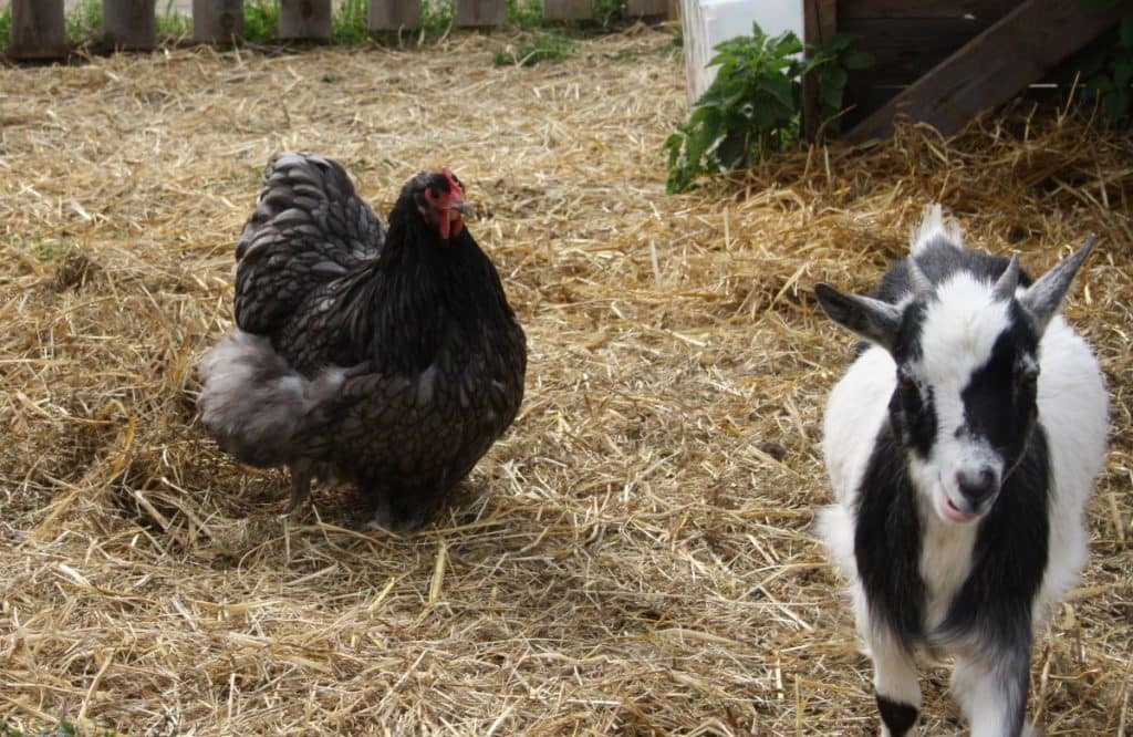 Cochin Huhn - Große, runde Hühner mit sanftem Gemüt