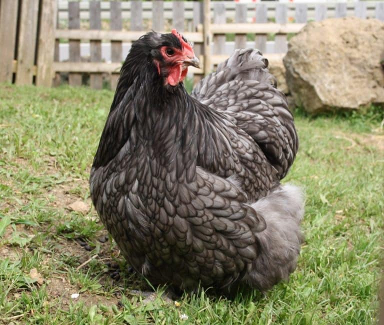 Cochin Huhn - Große, runde Hühner mit sanftem Gemüt