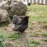 Cochin Huhn - Große, runde Hühner mit sanftem Gemüt