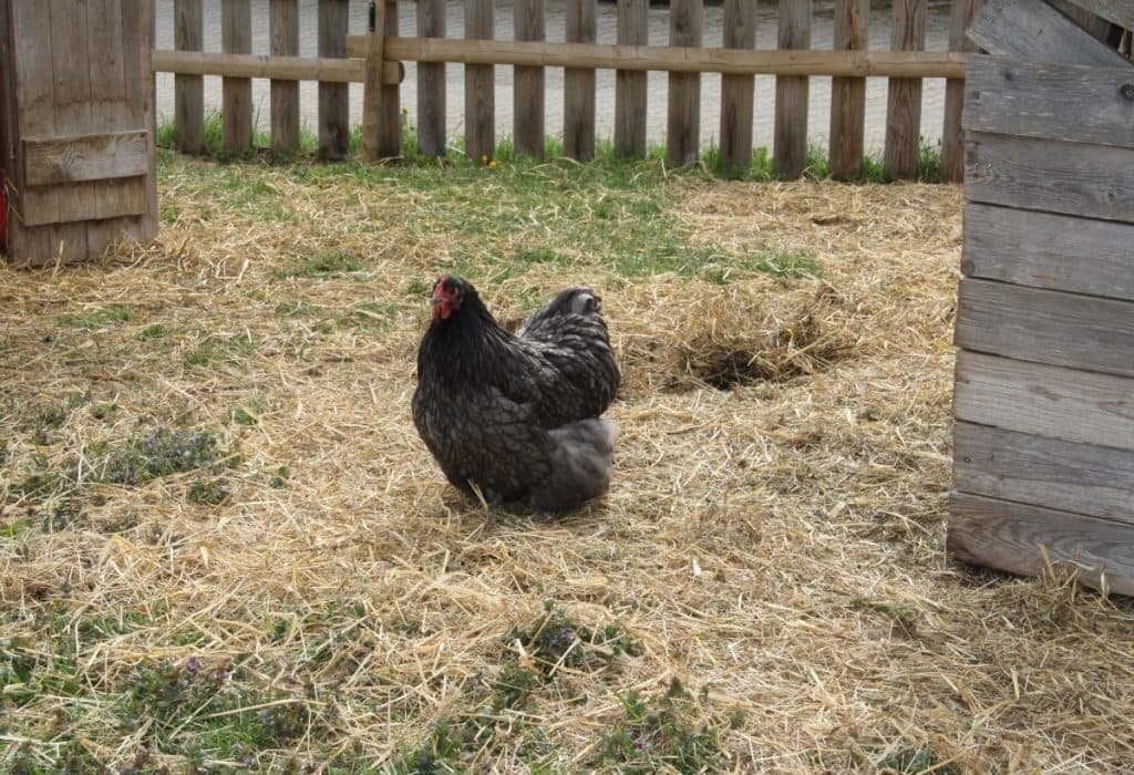 Cochin Huhn - Große, runde Hühner mit sanftem Gemüt