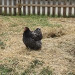 Cochin Huhn - Große, runde Hühner mit sanftem Gemüt