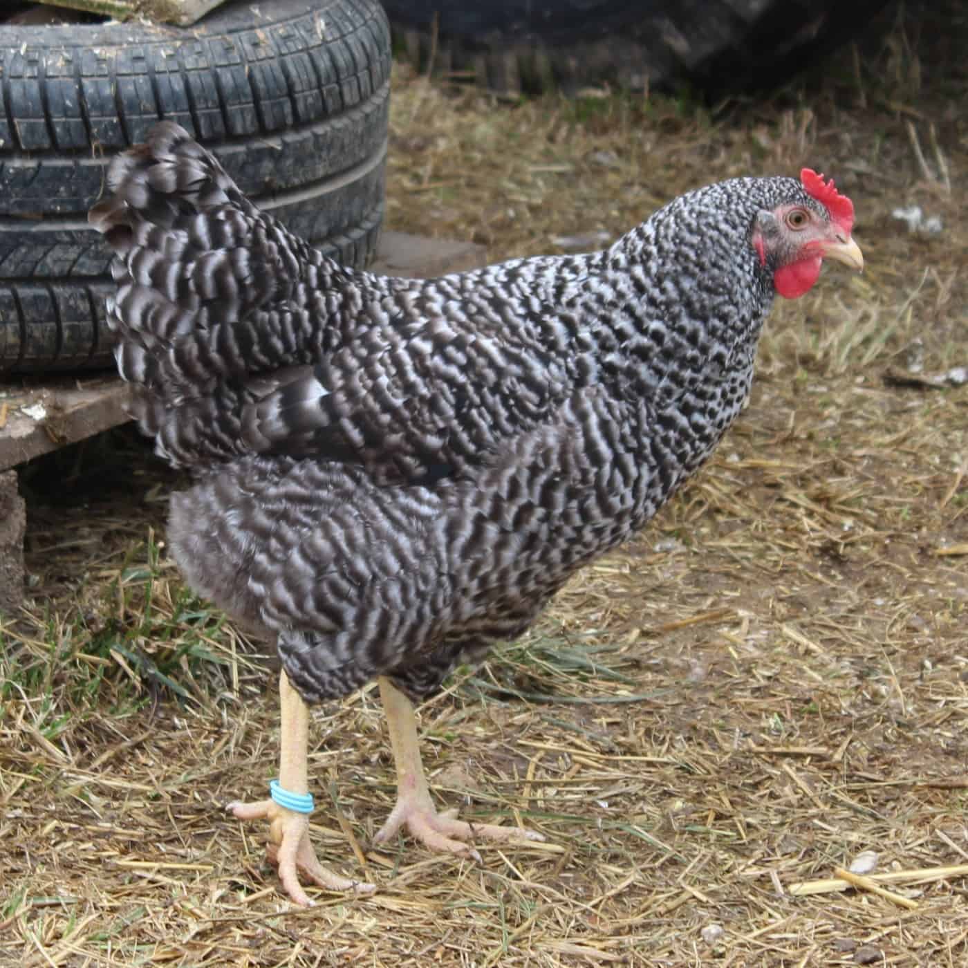 Deutsche Sperber - Lebhaft, zutraulich und gute Leger