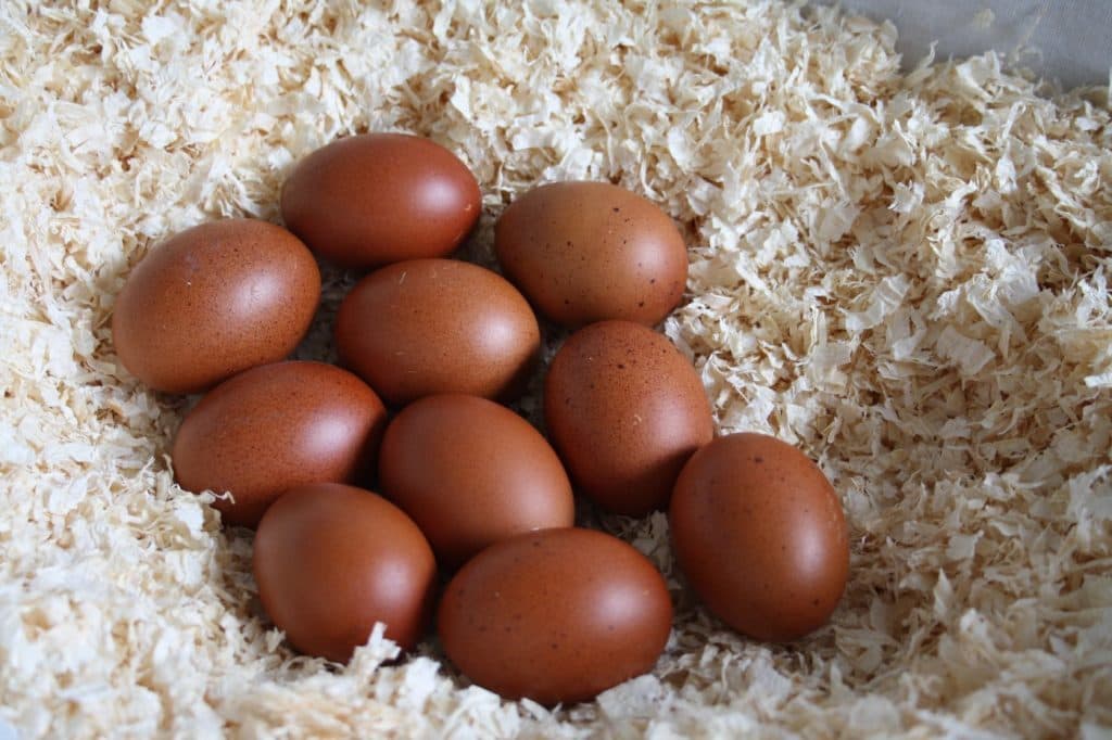 Marans - Eier in Schokoladenfarbe