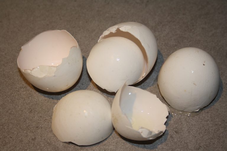 Aufbau der Hühnereier - Eischale, Eiklar und Eigelb und Eigenschaften