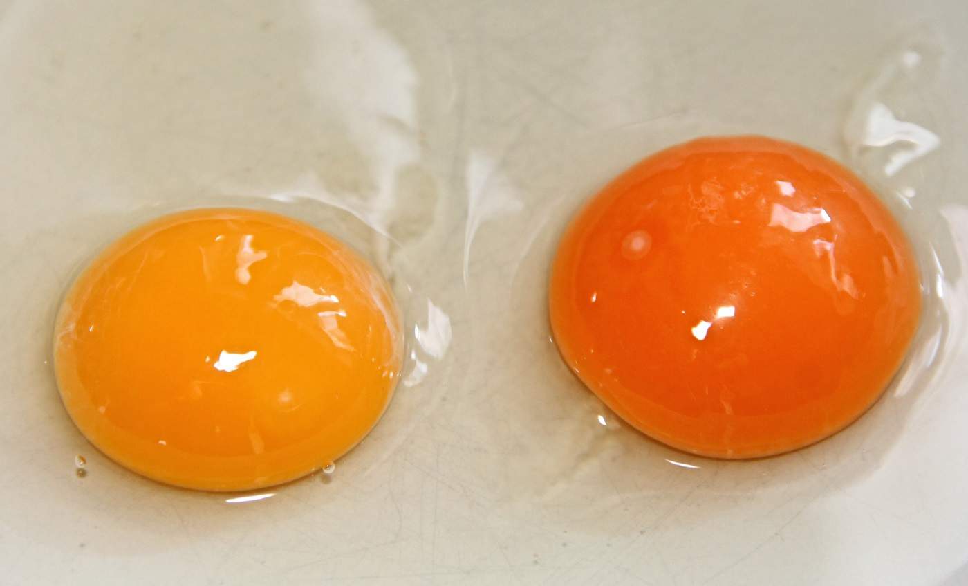 Aufbau der Hühnereier - Eischale, Eiklar und Eigelb und Eigenschaften
