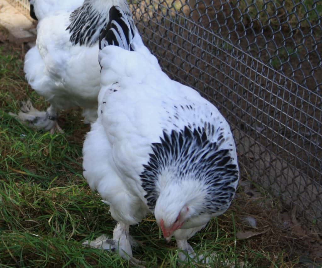 Sundheimer Hühner - Zutrauliche Hühner mit guter Legeleistung