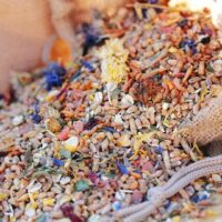 Hühnerfutter: Richtig füttern und geeignetes Futter für Hühner ...