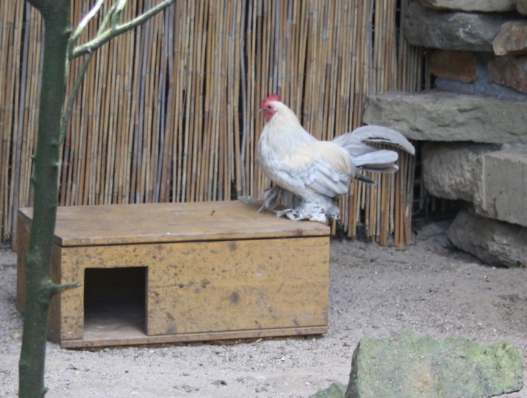 Wissenswertes rund ums Huhn