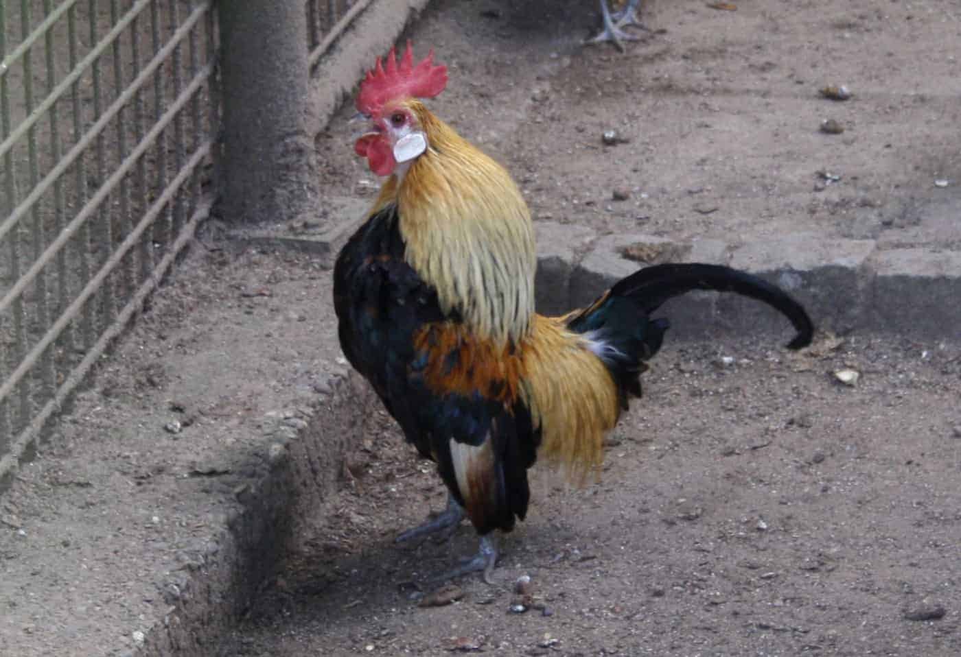 Der Hahn in der Hühnerhaltung – Brauchen Hühner einen Hahn?