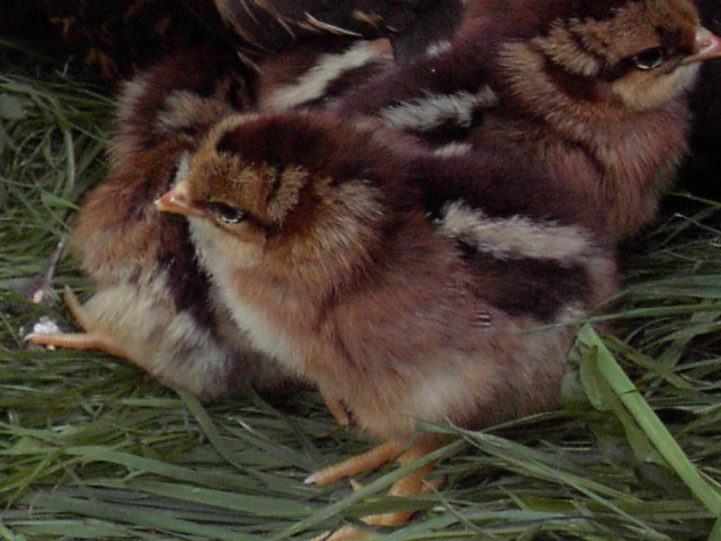 Die 3 Phasen der Küken Entwicklung und die perfekte Fütterung der Küken