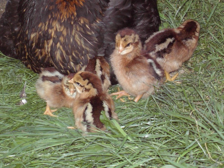 Die 3 Phasen der Küken Entwicklung und die perfekte Fütterung der Küken