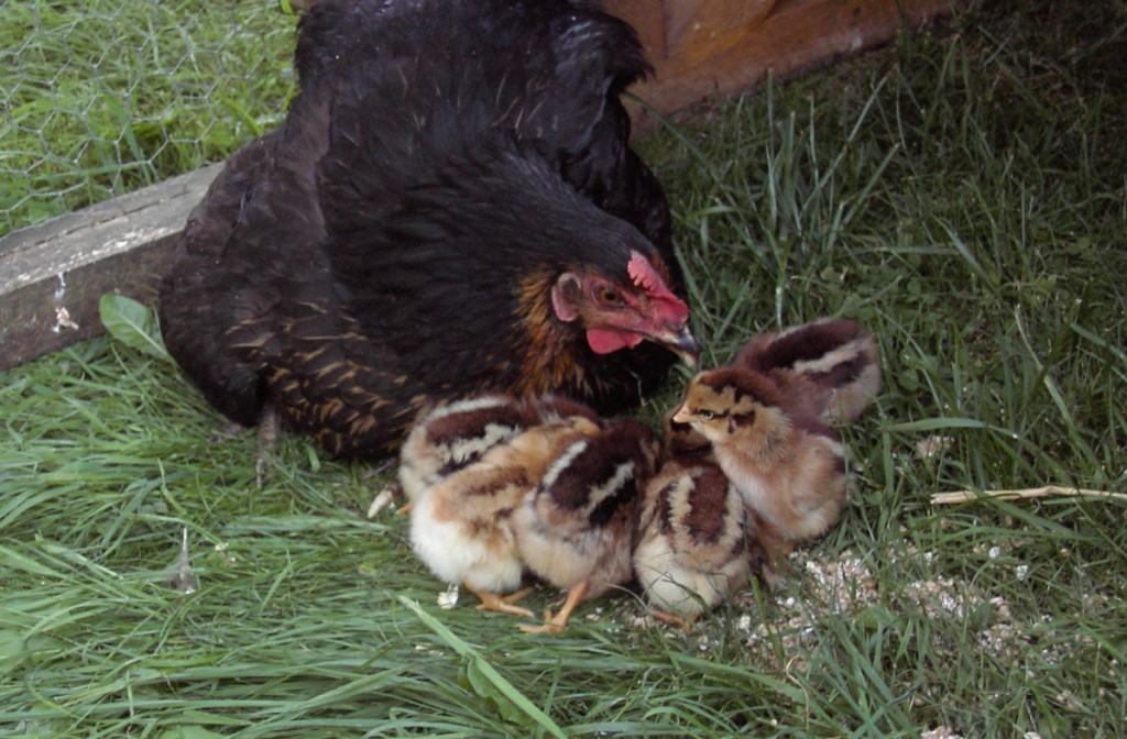 Die 3 Phasen der Küken Entwicklung und die perfekte Fütterung der Küken