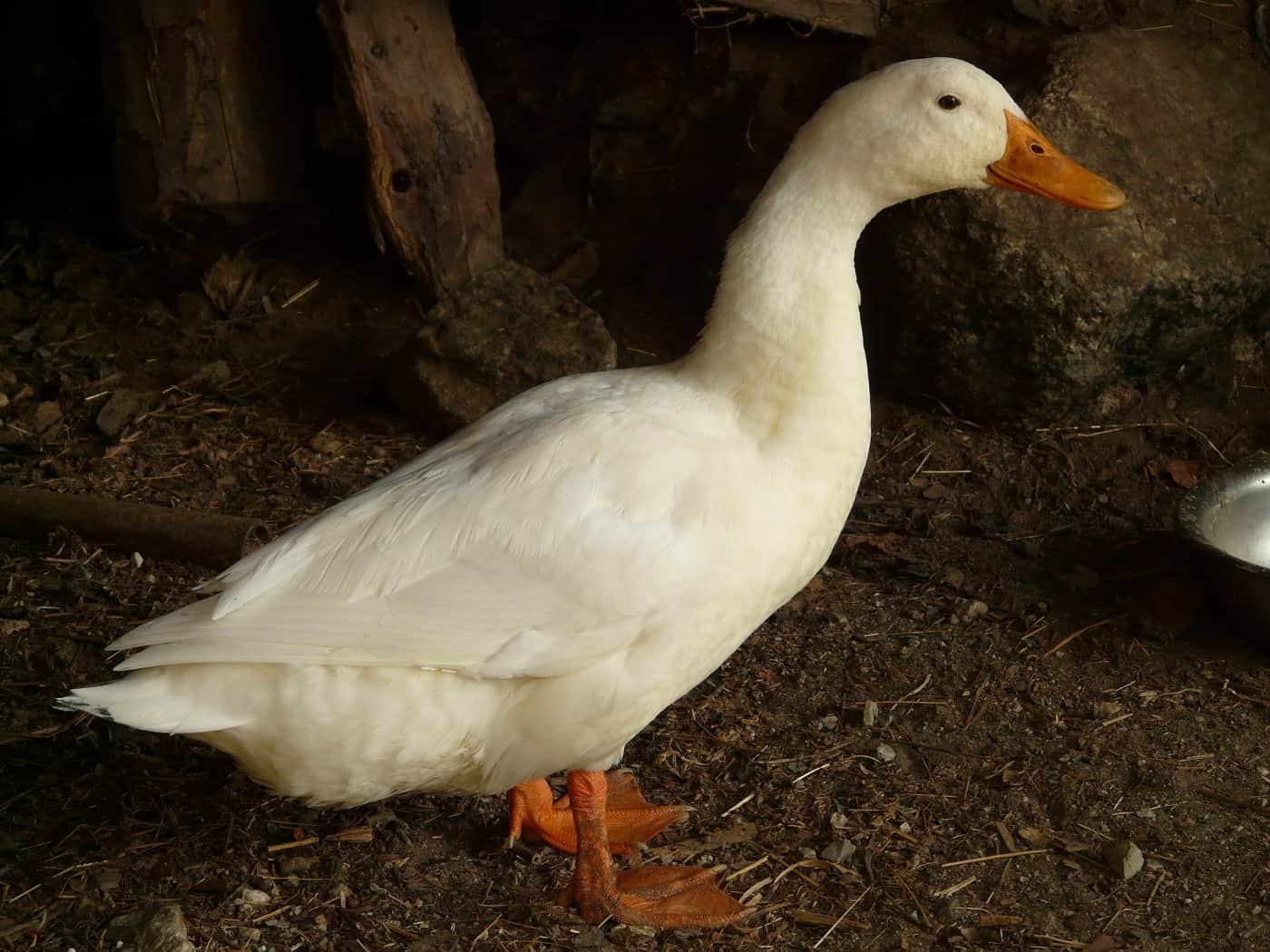 Pekingente Steckbrief: Haltung, Ernährung und Entenstall - Was wichtig ist!