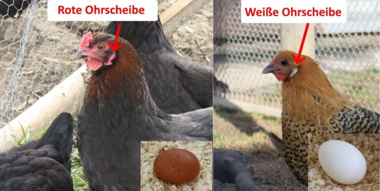 Aufbau der Hühnereier - Eischale, Eiklar und Eigelb und Eigenschaften