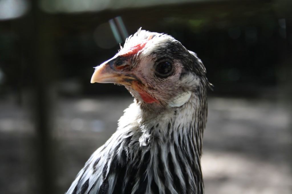 Wissenswertes rund ums Huhn