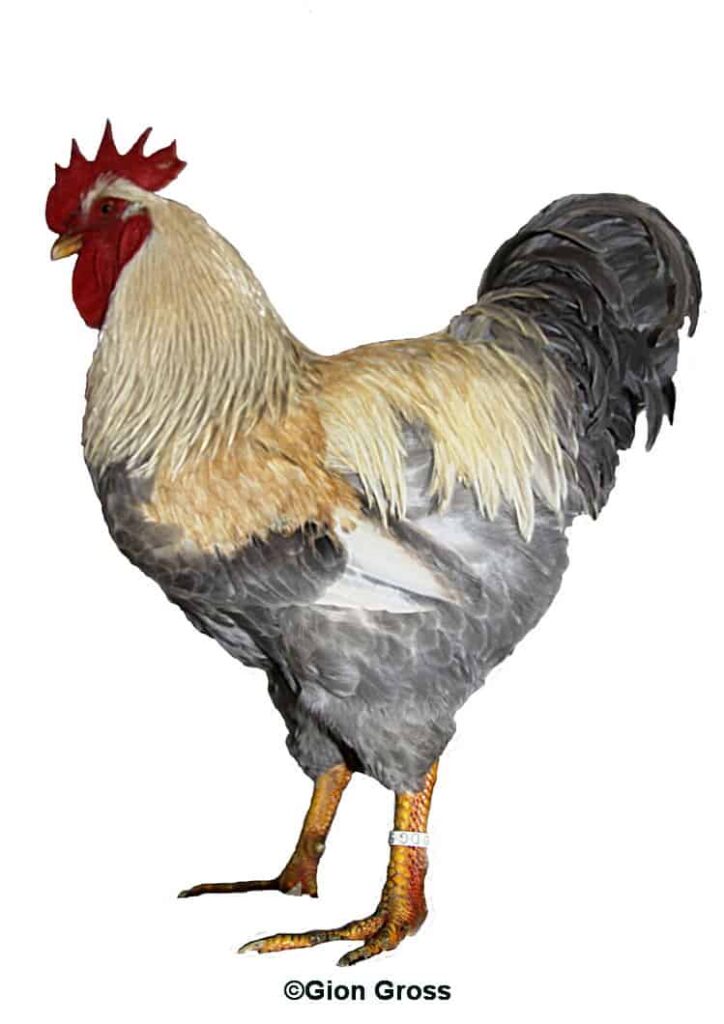 Welsumer - Große Eier und gute Legeleistung