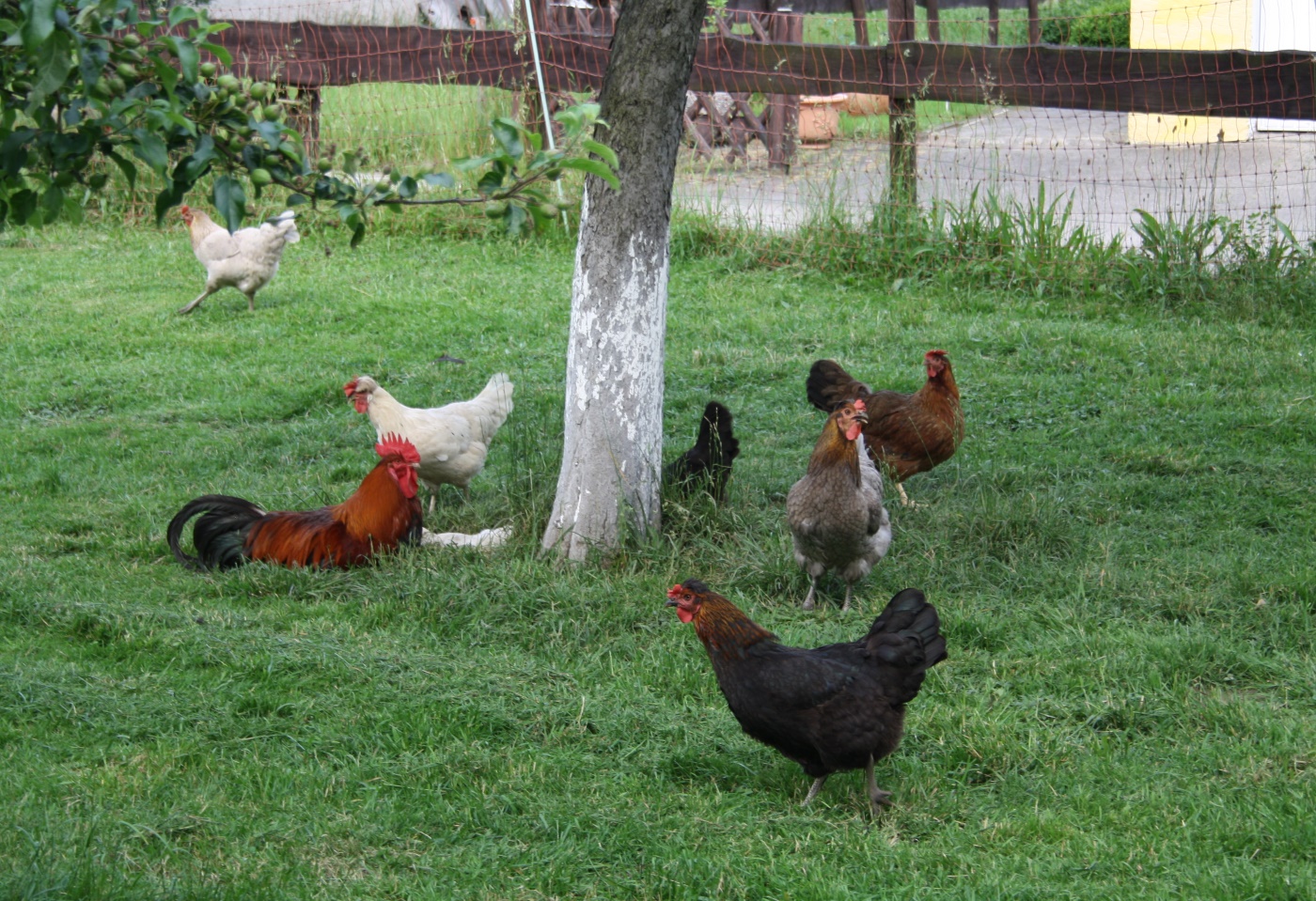 Haushuhn Steckbrief: Alles zum Huhn auf einen Blick!