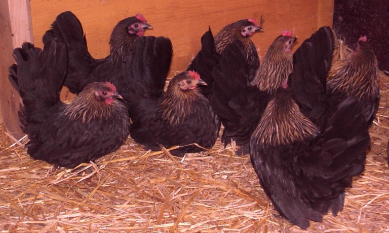 Chabo Zwerghuhn - Putzige und groteske Hühner zugleich