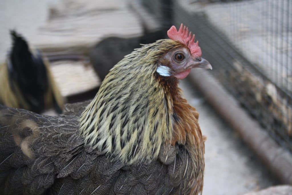Die Holländische Zwerghühner - Kleine, quirrlige Rasse in vielen Farben